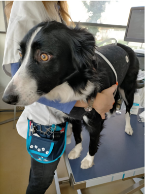 La myocardiopathie dilatée du chien - Fondation Un Coeur