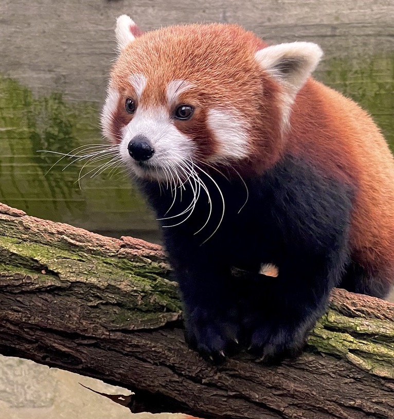 DES ECHOGRAPHIES SANS STRESS POUR LES PANDAS ROUX - Fondation Un Coeur